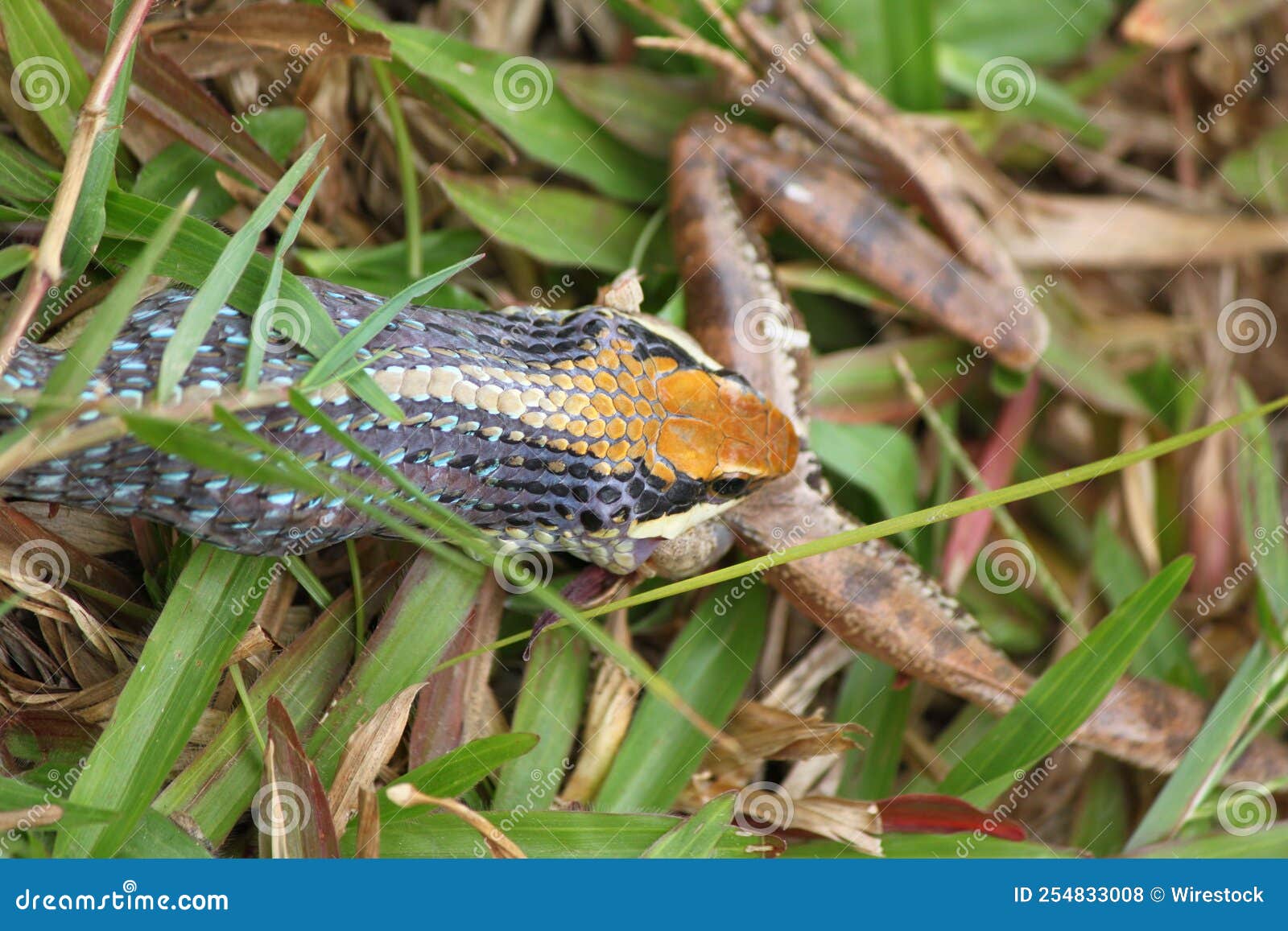 Top View of a Snake Eating a Frog in Green Grass Stock Photo - Image of ...