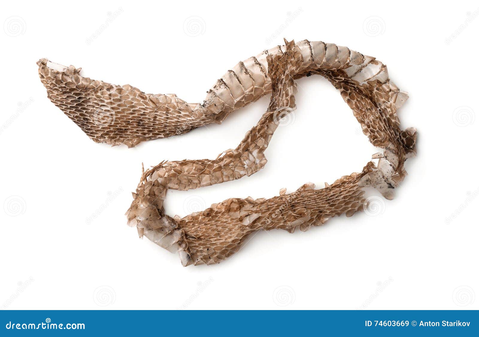 Snake Shedding Skin On White Background,molting Snake Stock Photo ...