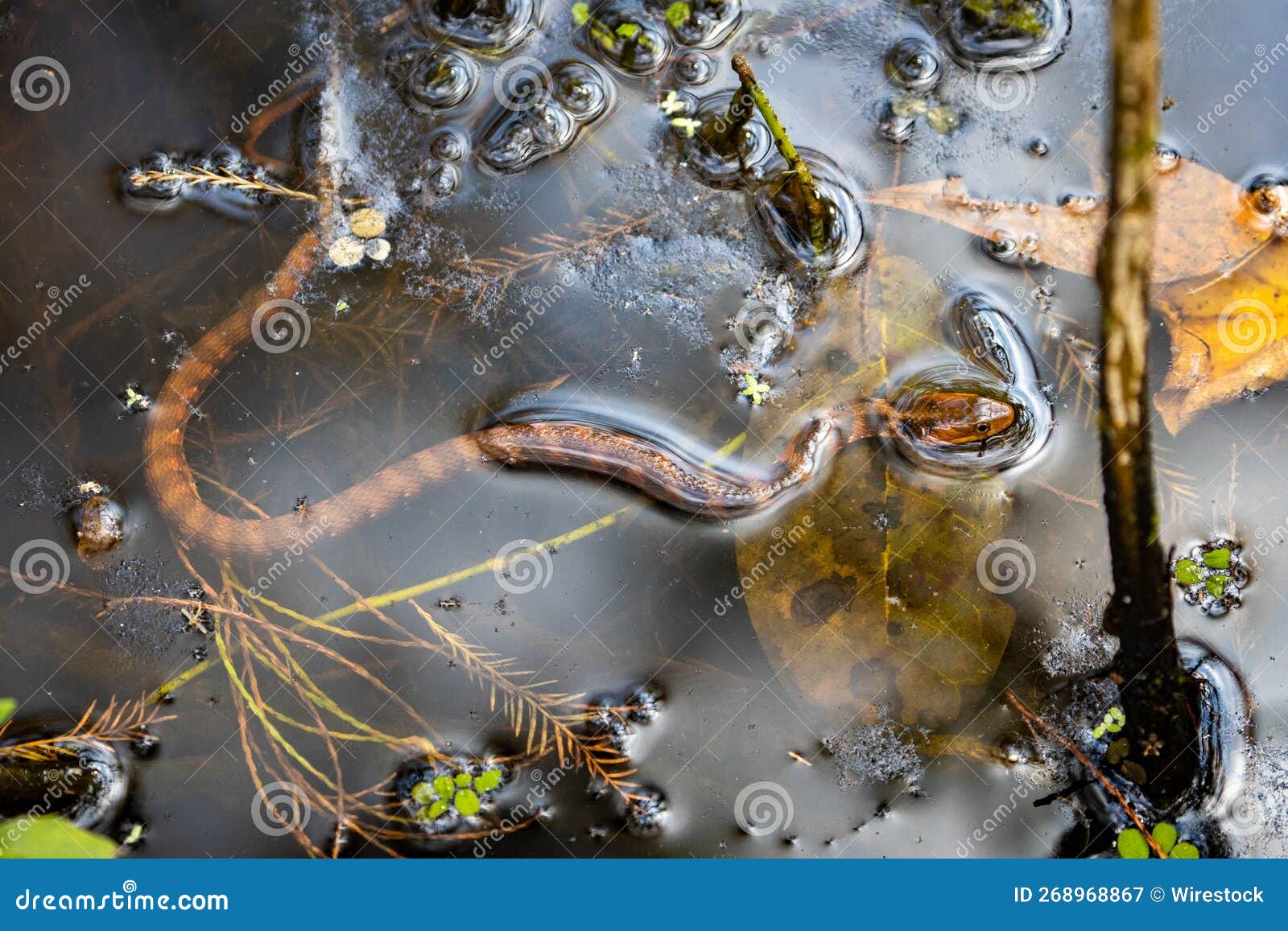 Top View of a Snake Underwater Stock Image - Image of water, background ...