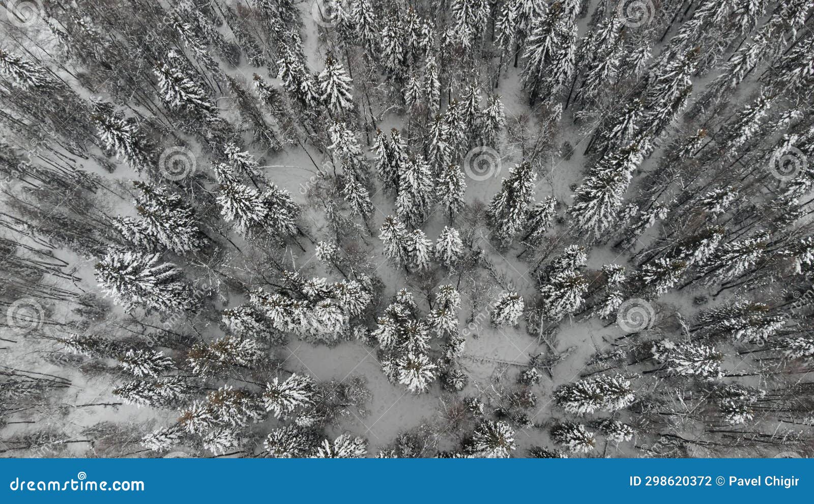 Top View of the Snow-covered Forest in the Mountains Stock Photo ...