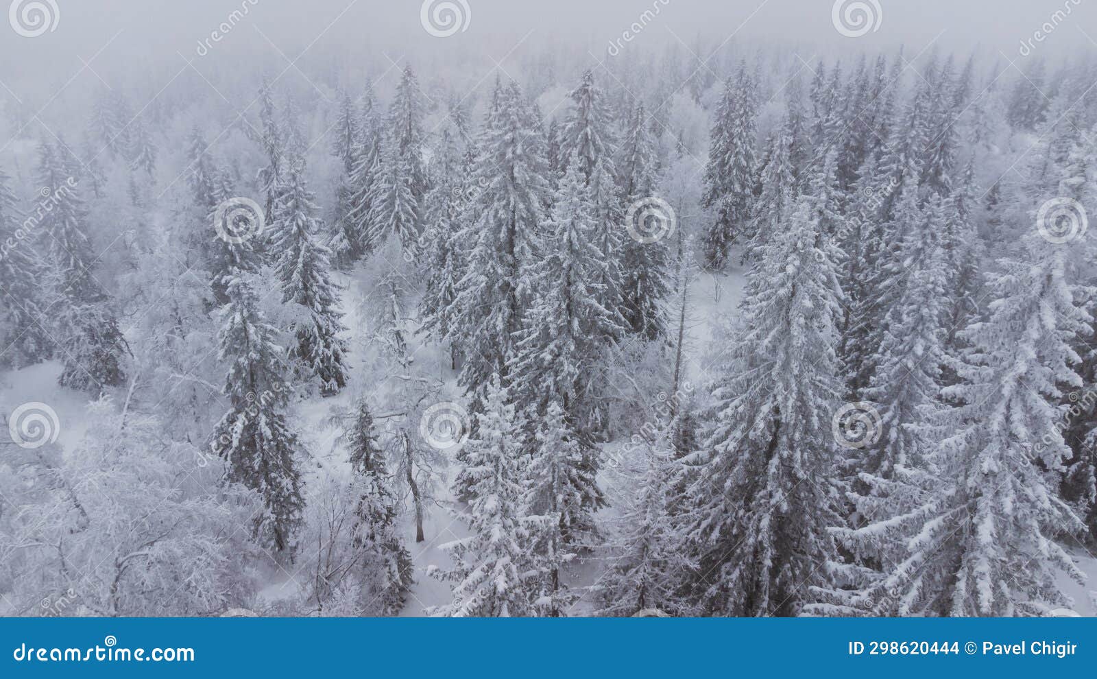 Top View of the Snow-covered Forest in the Mountains Stock Photo ...