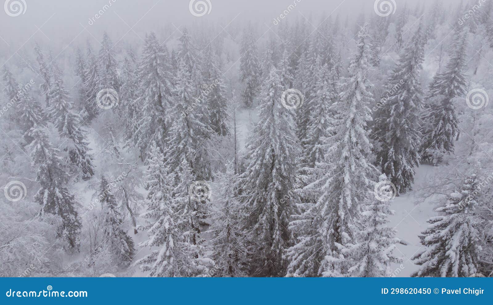 Top View of the Snow-covered Forest in the Mountains Stock Photo ...