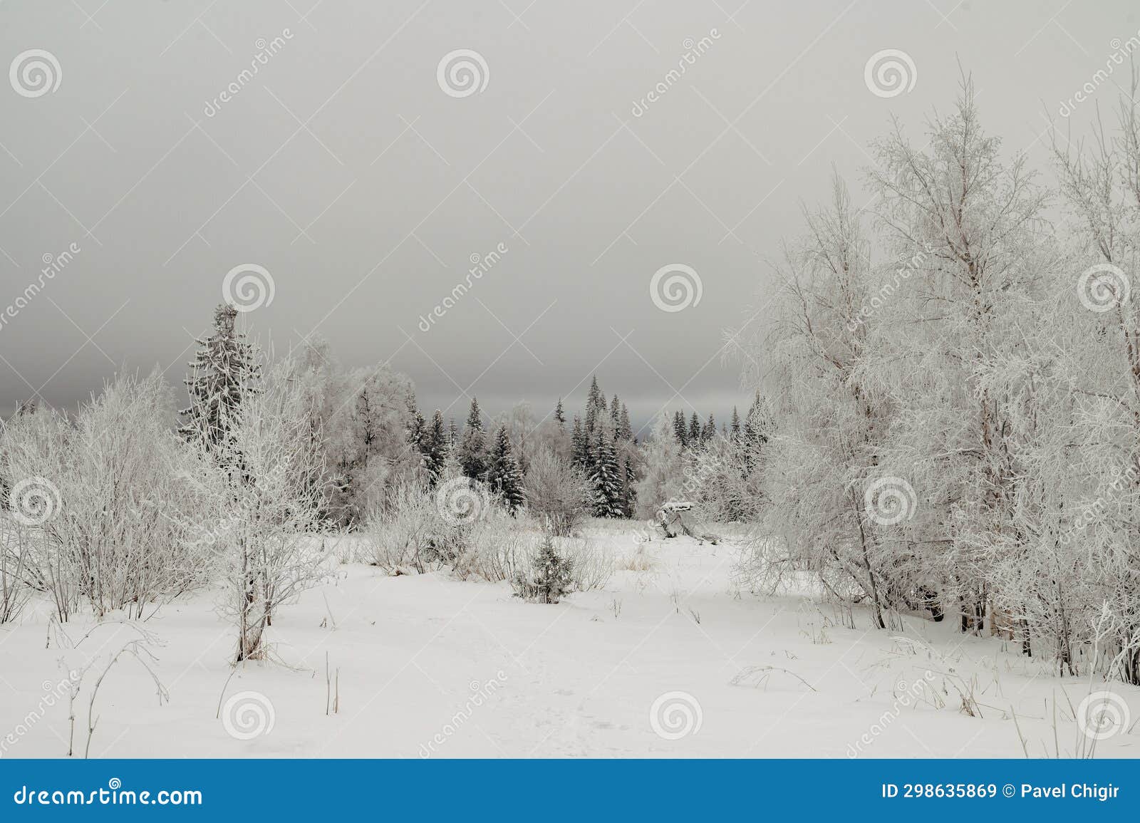 Top View of the Snow-covered Forest in the Mountains Stock Image ...