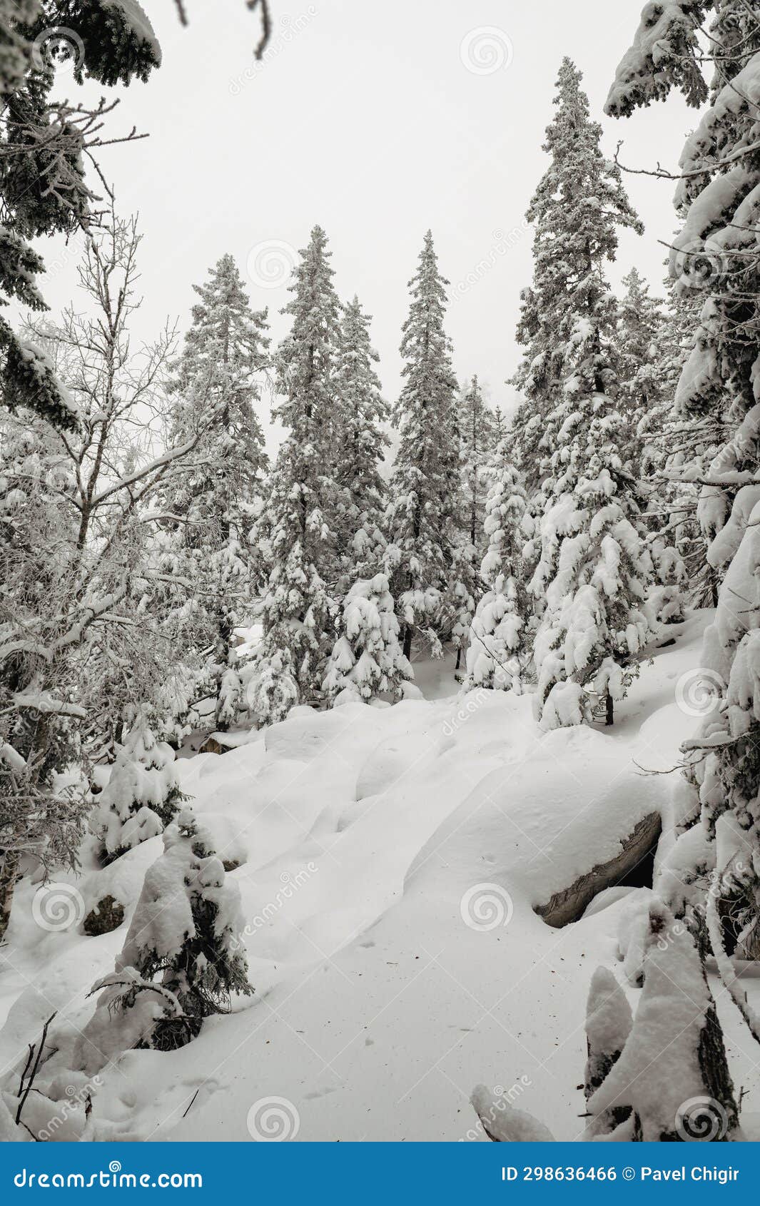 Top View of the Snow-covered Forest in the Mountains Stock Photo ...