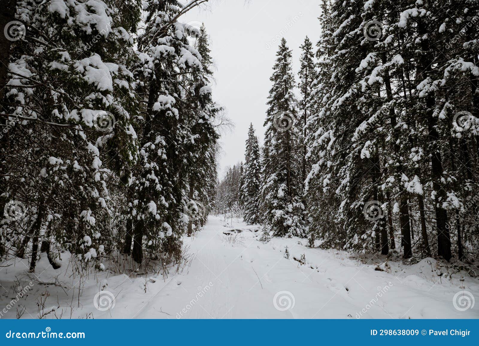 Top View of the Snow-covered Forest in the Mountains Stock Image ...
