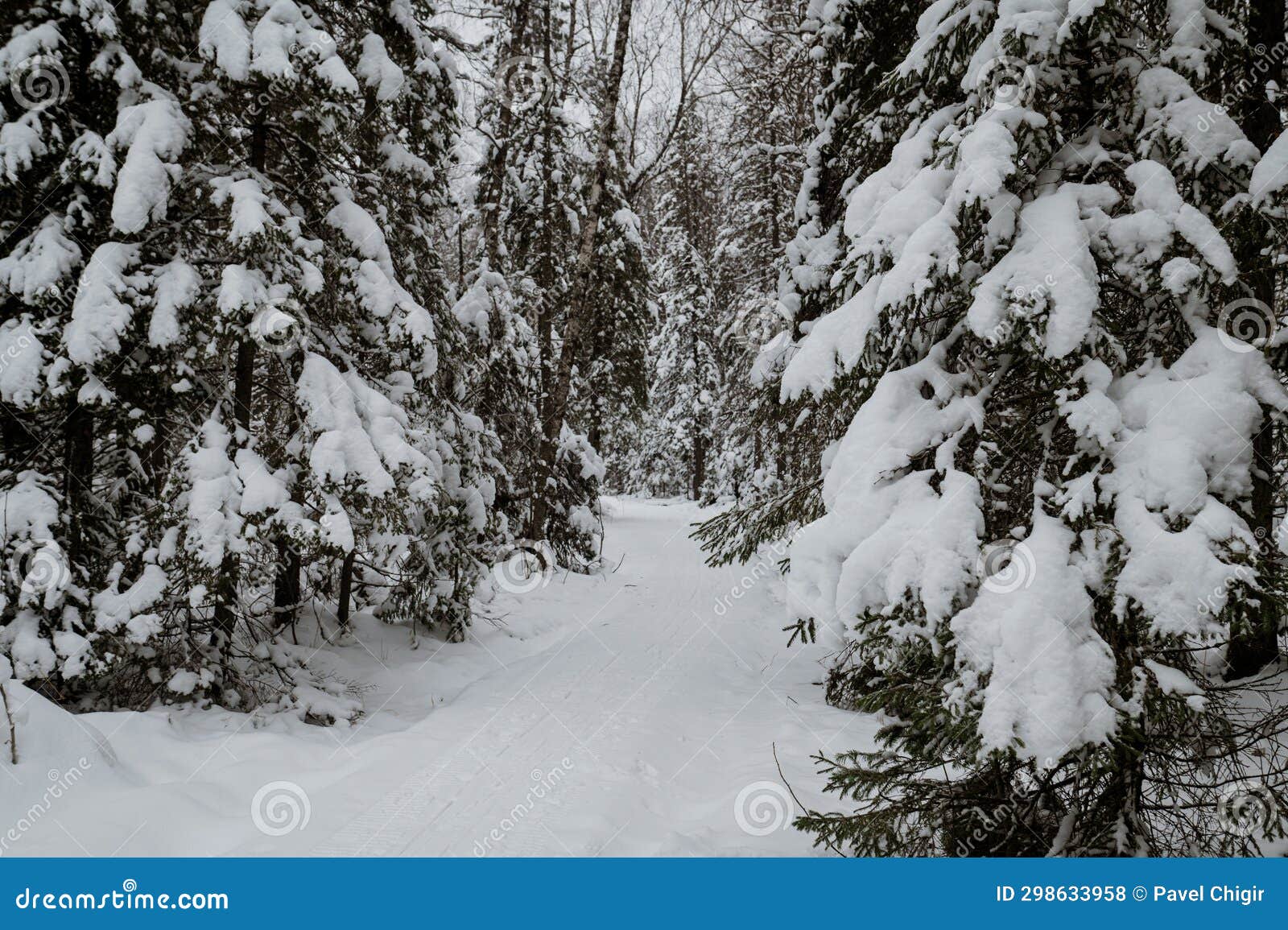 Top View of the Snow-covered Forest in the Mountains Stock Photo ...