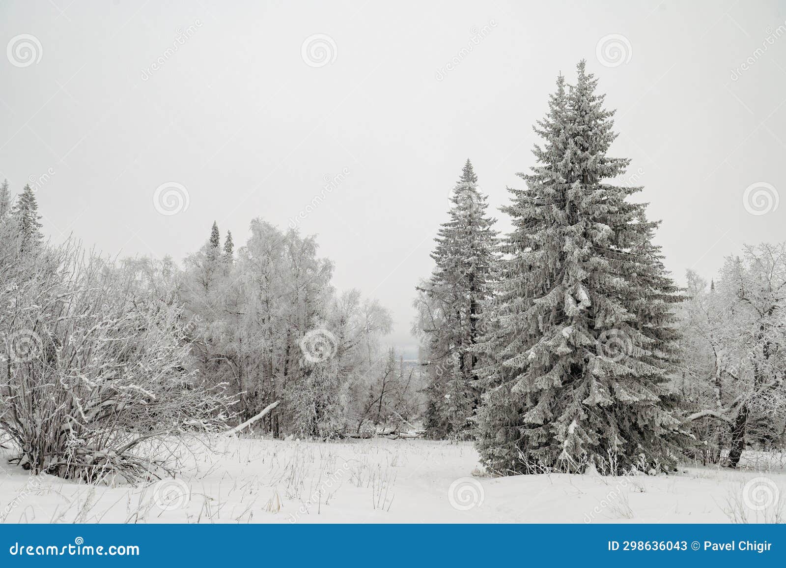 Top View of the Snow-covered Forest in the Mountains Stock Image ...