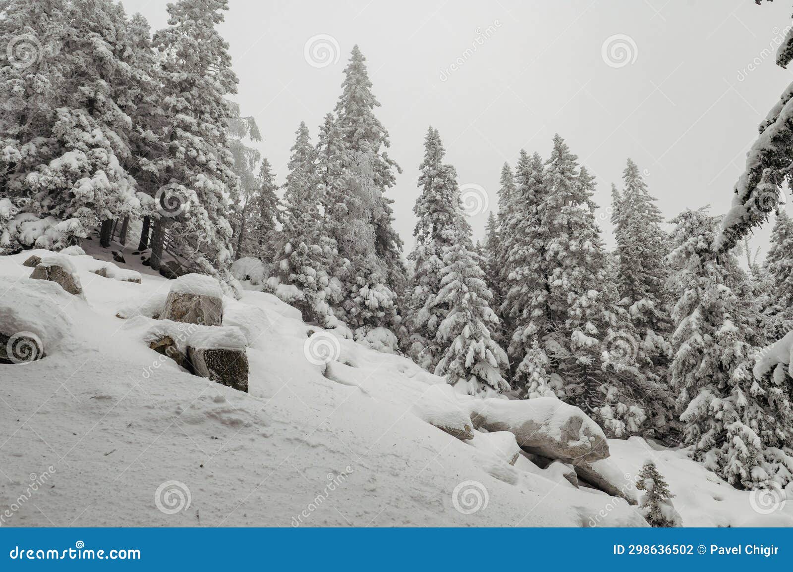 Top View of the Snow-covered Forest in the Mountains Stock Photo ...