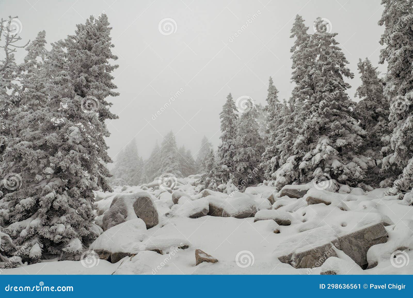 Top View of the Snow-covered Forest in the Mountains Stock Image ...