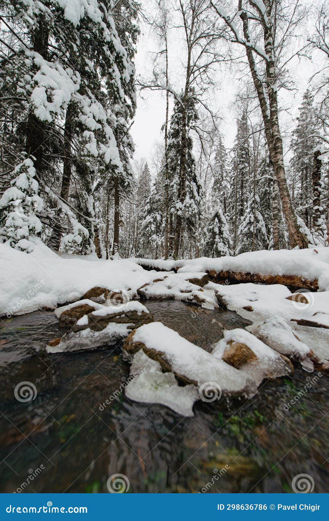 Top View of the Snow-covered Forest in the Mountains Stock Photo ...