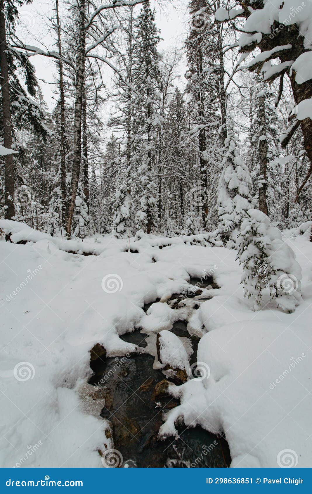 Top View of the Snow-covered Forest in the Mountains Stock Image ...