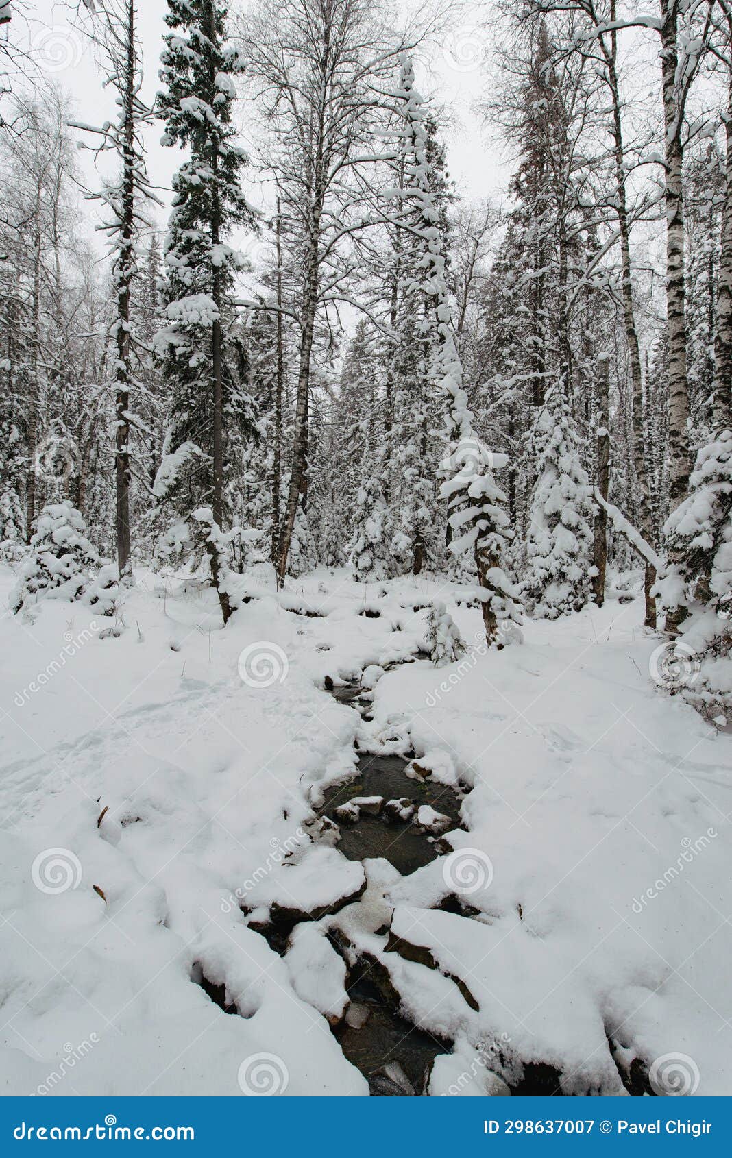 Top View of the Snow-covered Forest in the Mountains Stock Image ...