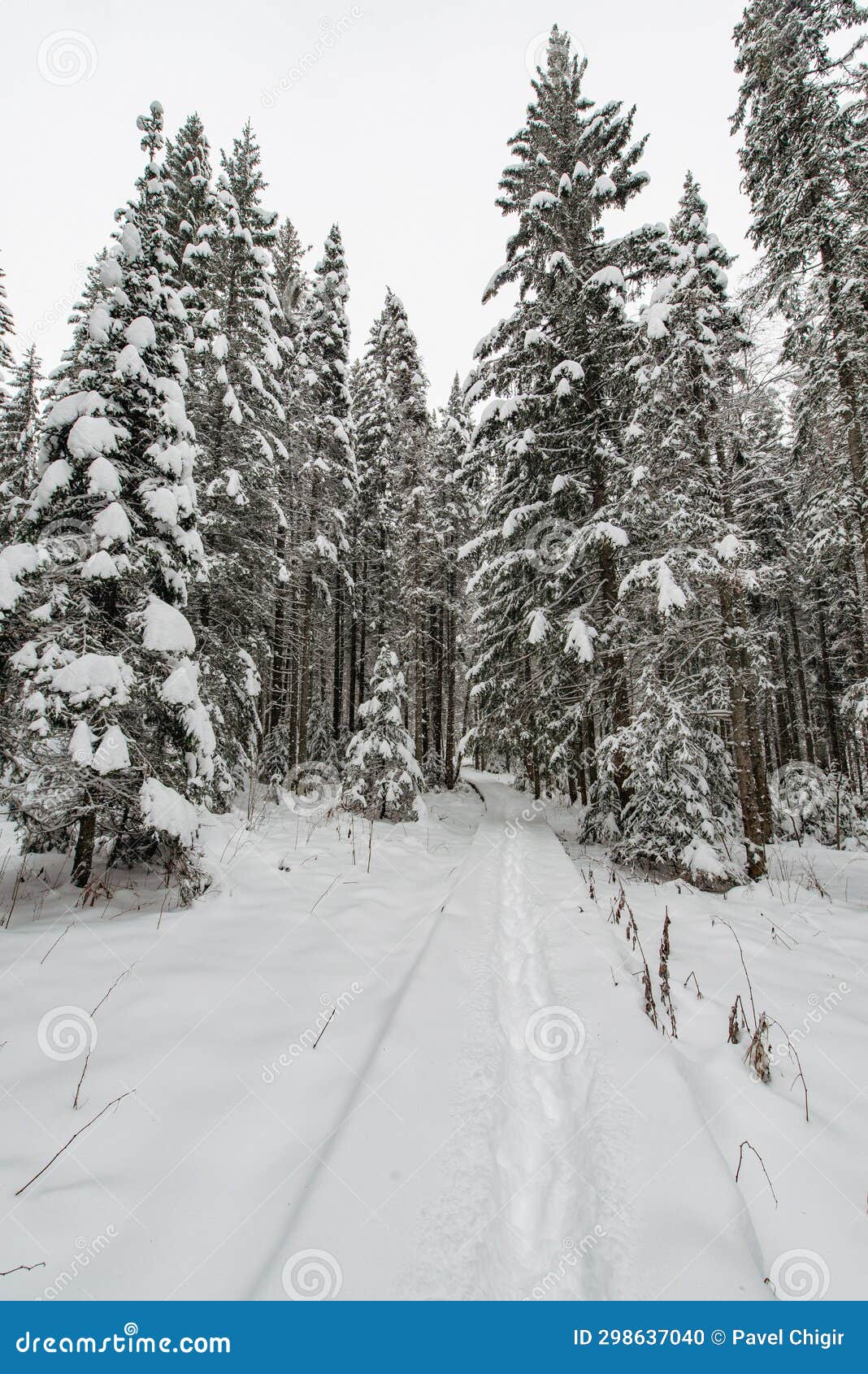 Top View of the Snow-covered Forest in the Mountains Stock Photo ...