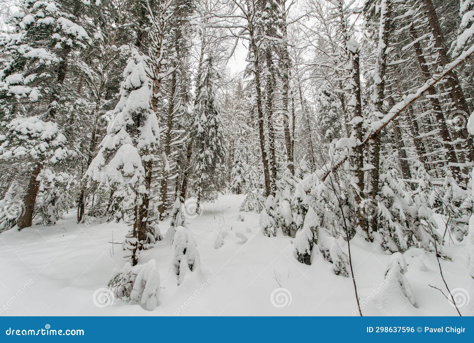 Top View of the Snow-covered Forest in the Mountains Stock Photo ...