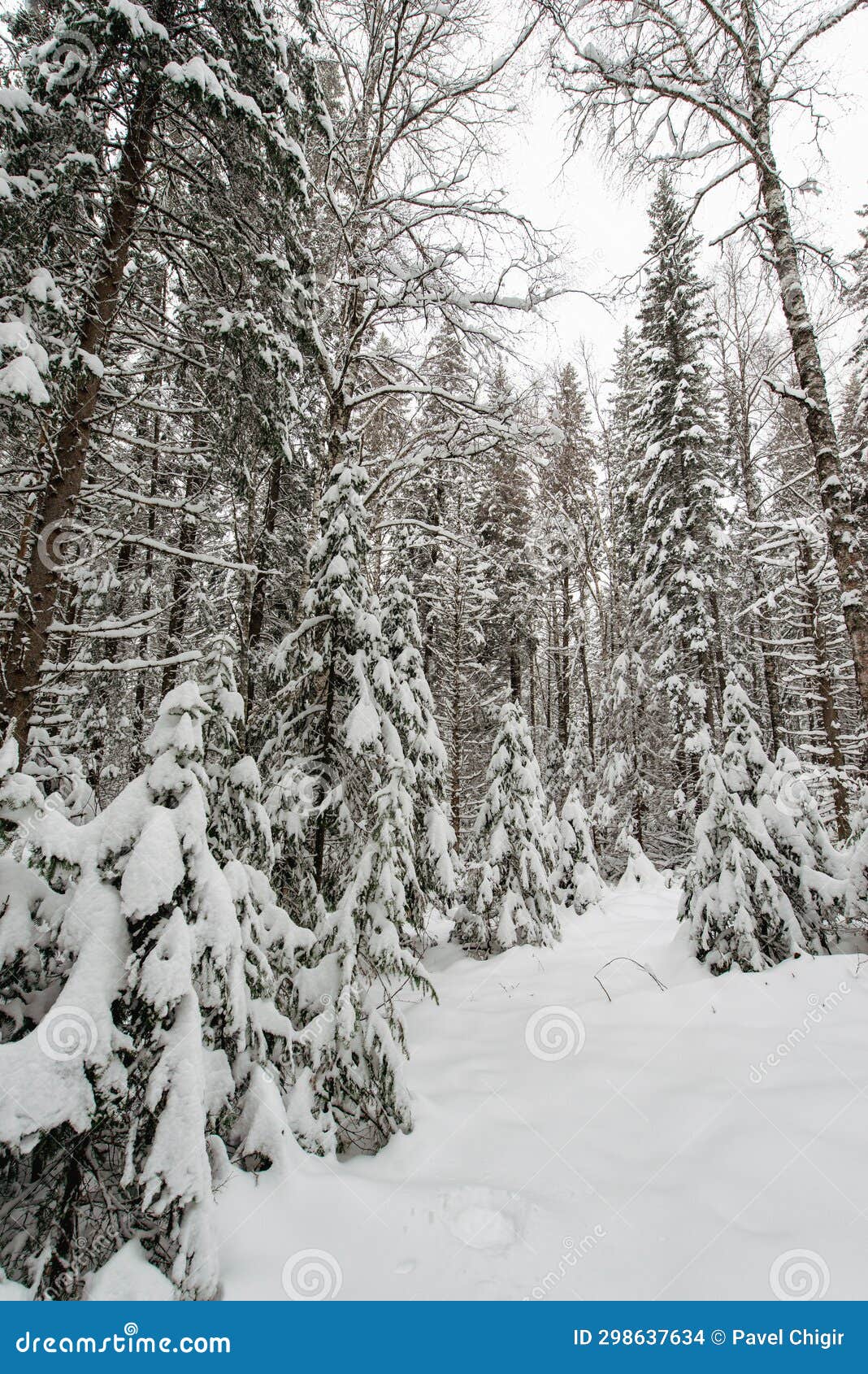 Top View of the Snow-covered Forest in the Mountains Stock Photo ...