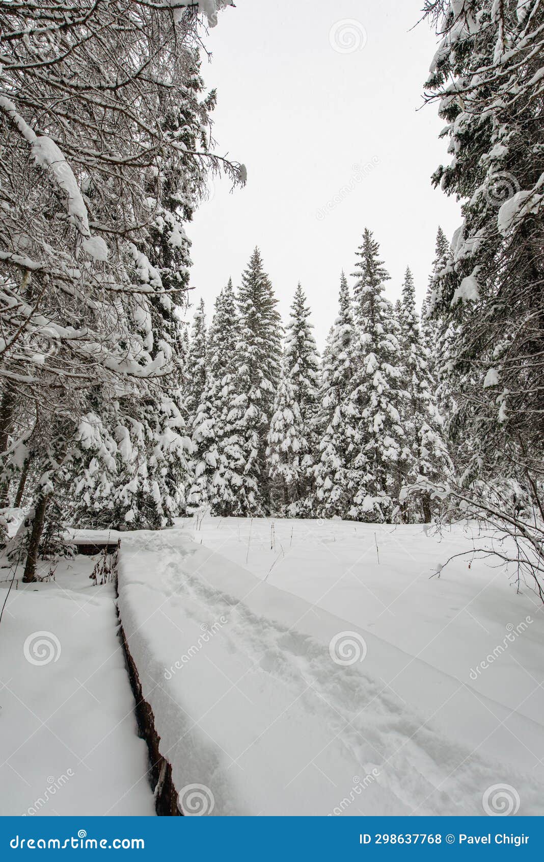 Top View of the Snow-covered Forest in the Mountains Stock Photo ...