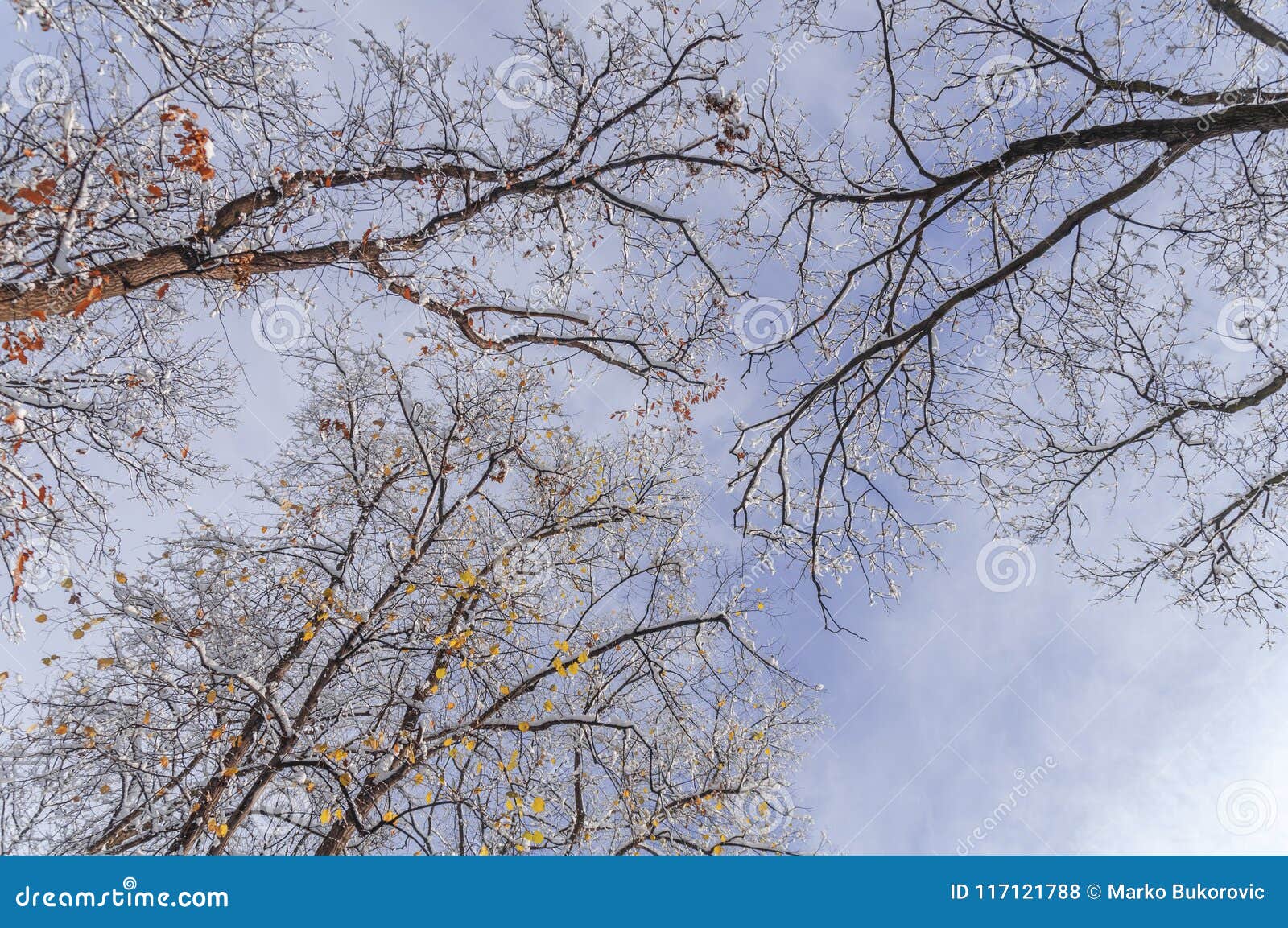 Top View of Snow Covered Forest Tree with Natural Sky Background Stock ...