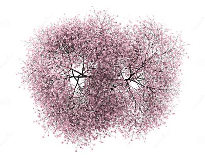 Top View of Sour Cherry Tree on White Stock Illustration - Illustration ...