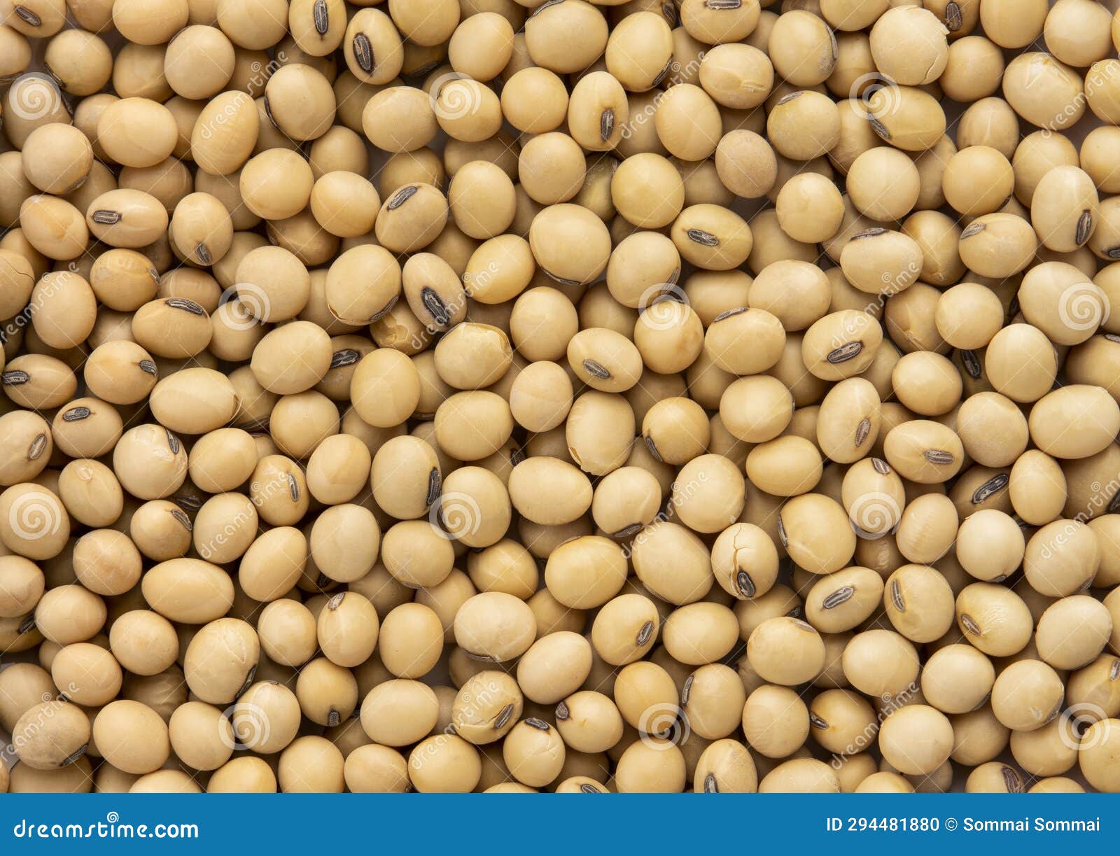 Top view Soybean pattern stock photo. Image of protein - 294481880