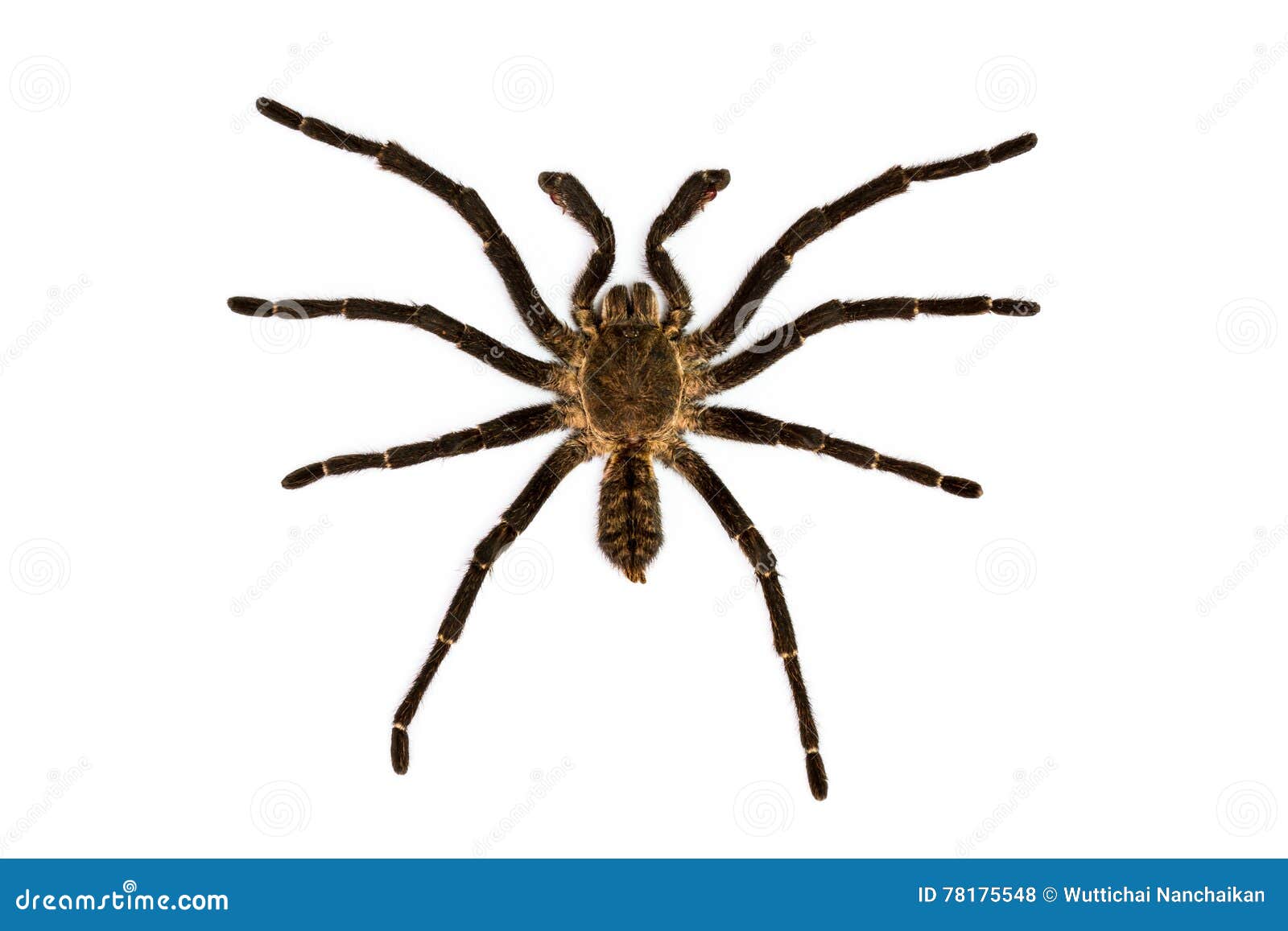 Top view of spider stock photo. Image of venomous, spidery - 78175548