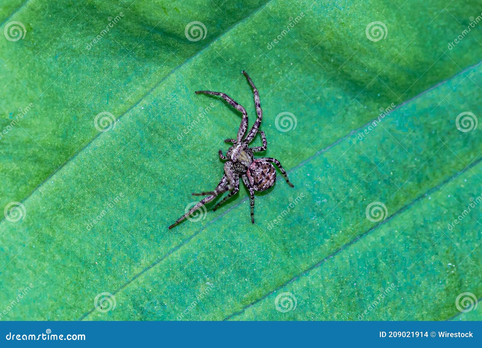 Top View of a Spider on a Green Leaf Stock Photo - Image of life ...