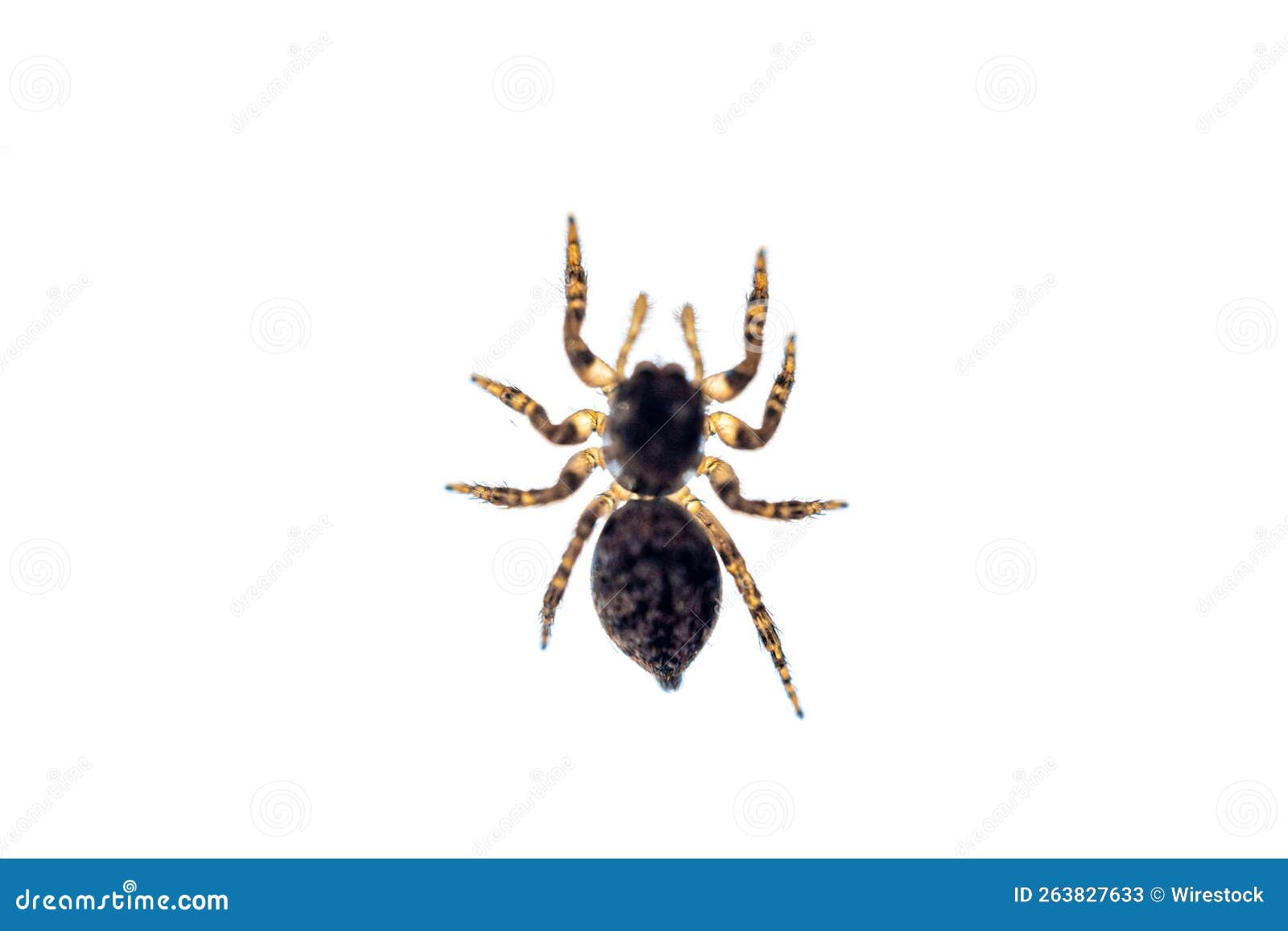 Top View of a Spider Isolated on a White Background. Stock Image ...