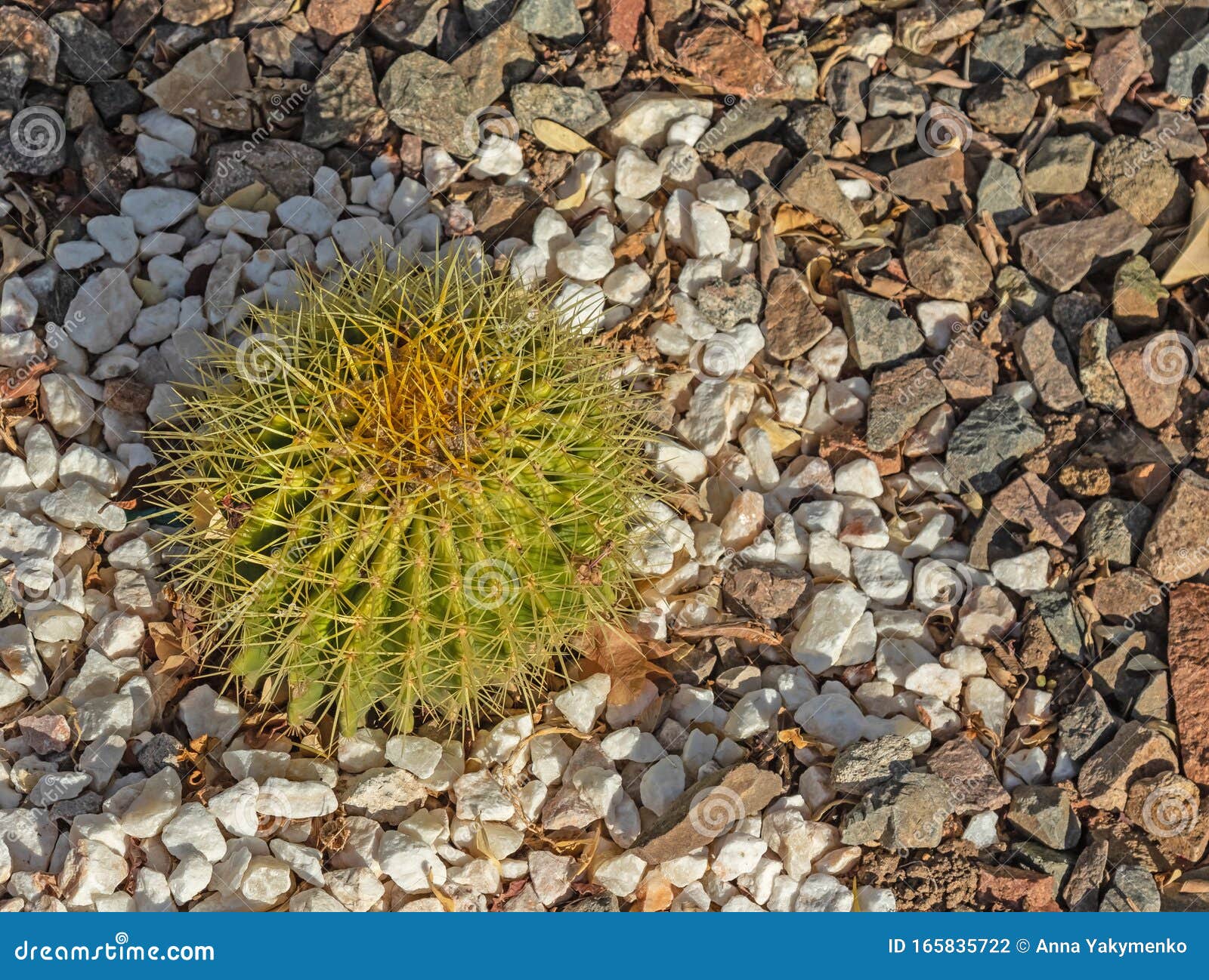Top View of the Spines of a Round Cactus in the Desert Stock Photo ...