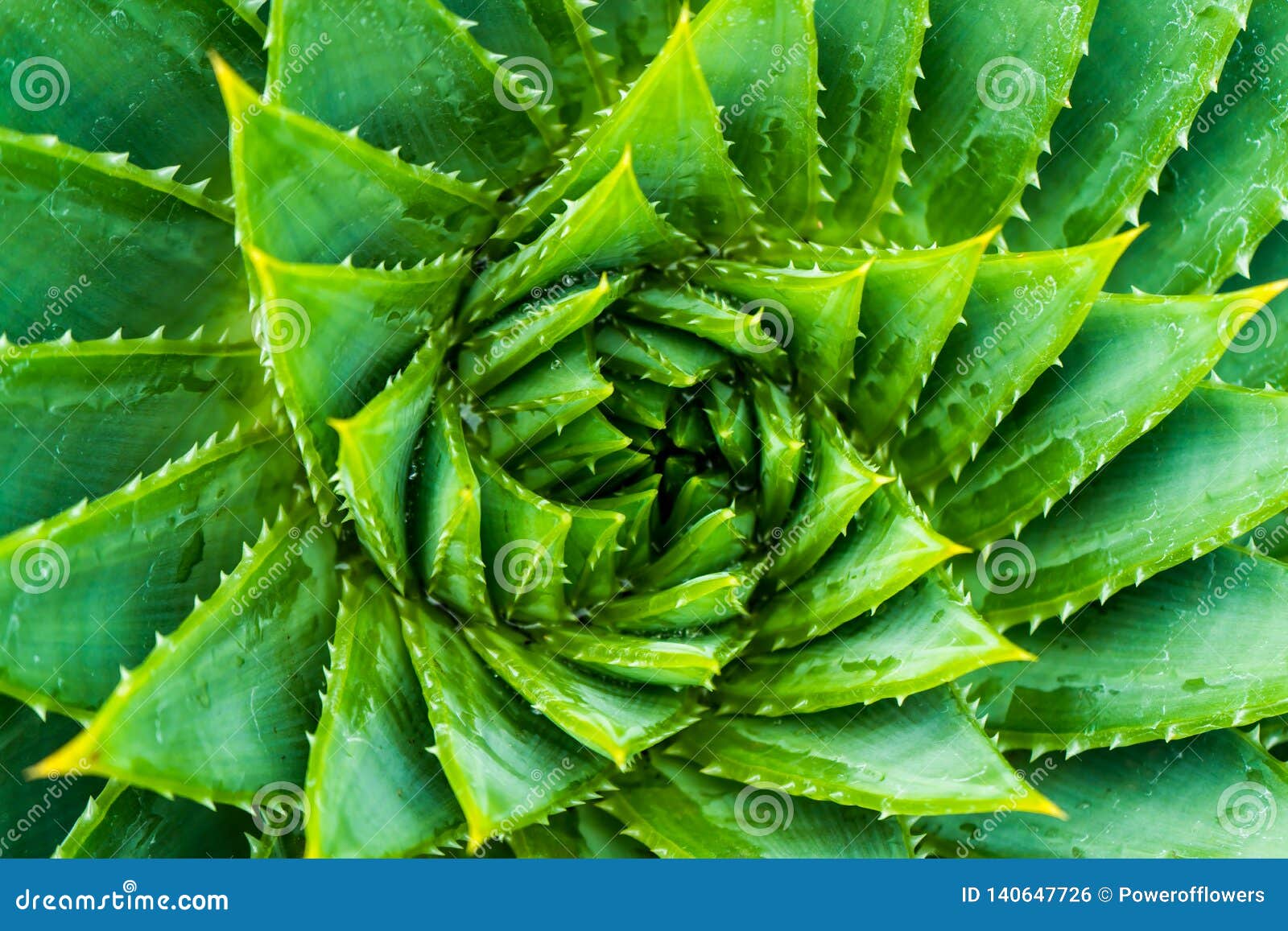 Top View of Spiral Aloe.Aloe Polyphylla Closeup Wiew. Stock Photo ... Top View of Spiral Aloe.Aloe Polyphylla Closeup Wiew. Stock Photo ...