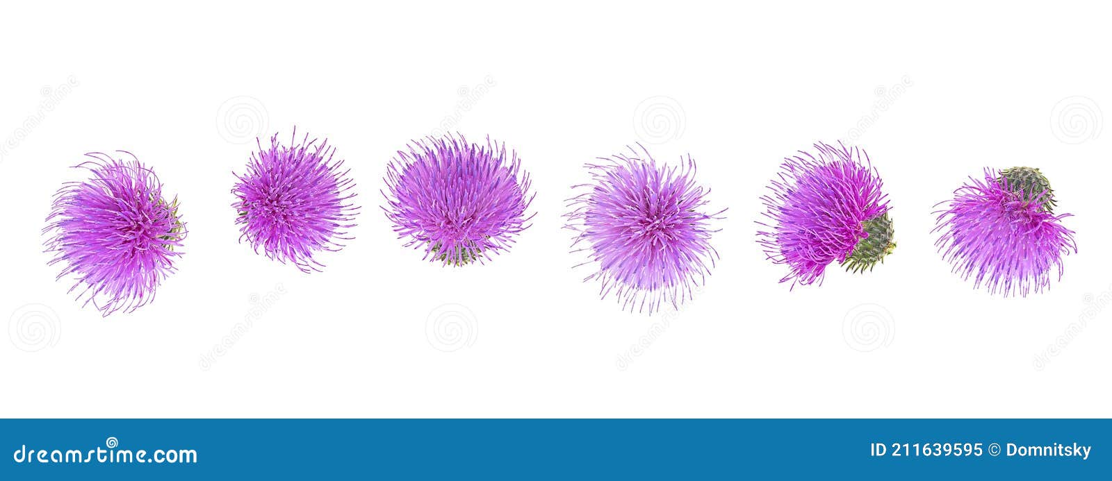 Top View of Spring Young Thistle Flowers Isolated on White Background ...