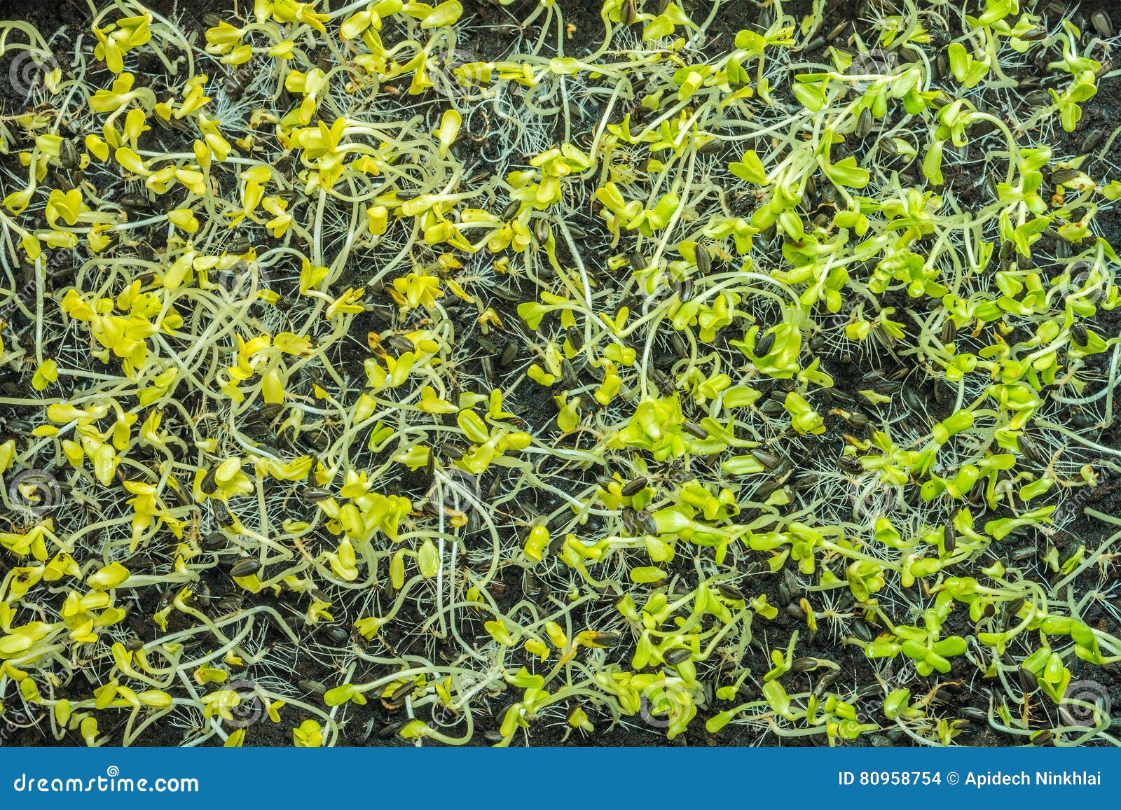 Top View of Sprout of Chinese Convolvulus Plant Stock Photo - Image of ...