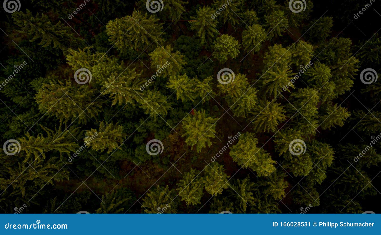 Top View of a Spruce Forest in Germany. Taken by Drone Stock Image ...