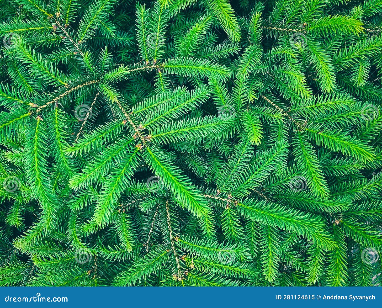 Top View Spruce Tree Texture Natural Background Stock Image - Image of ...