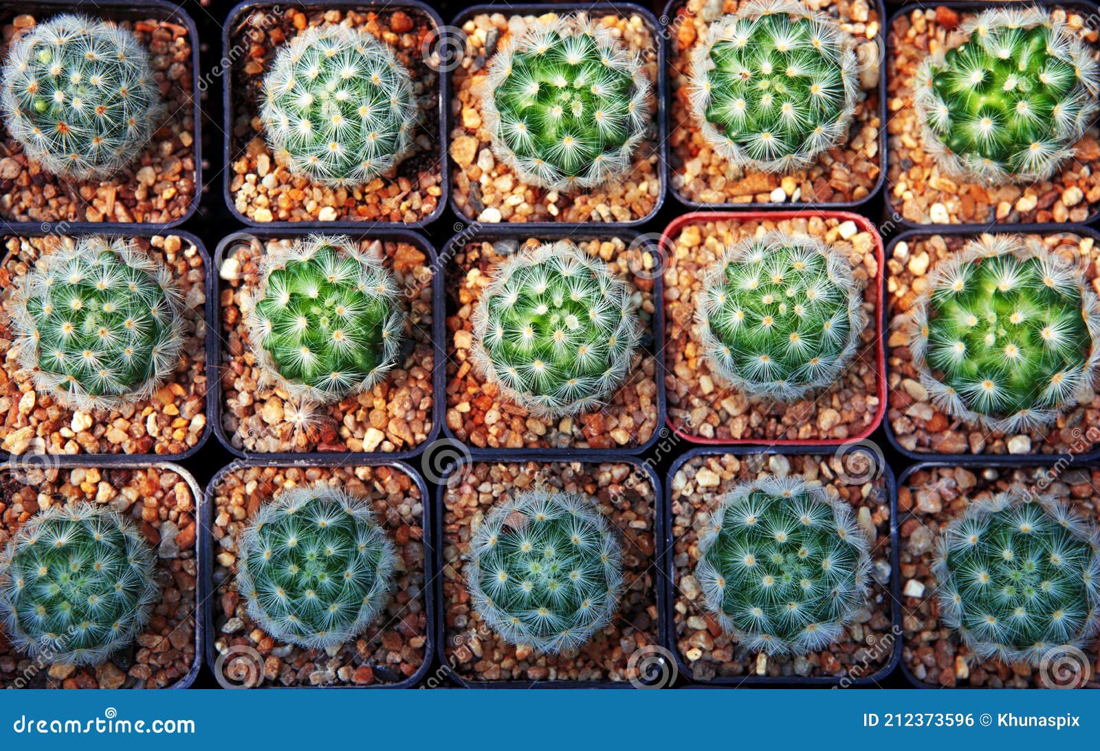 Top View Stack of Cactus in Planting Pot Stock Photo - Image of flower ... Top View Stack of Cactus in Planting Pot Stock Photo - Image of flower ...