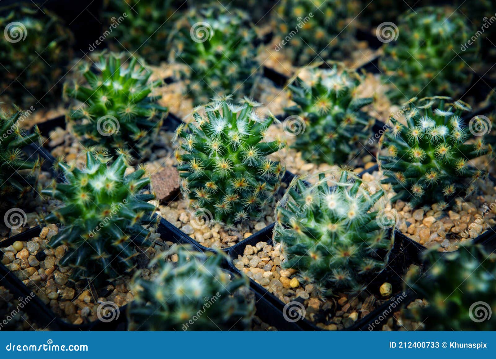 Top View Stack of Cactus in Planting Pot Stock Image - Image of closeup ...