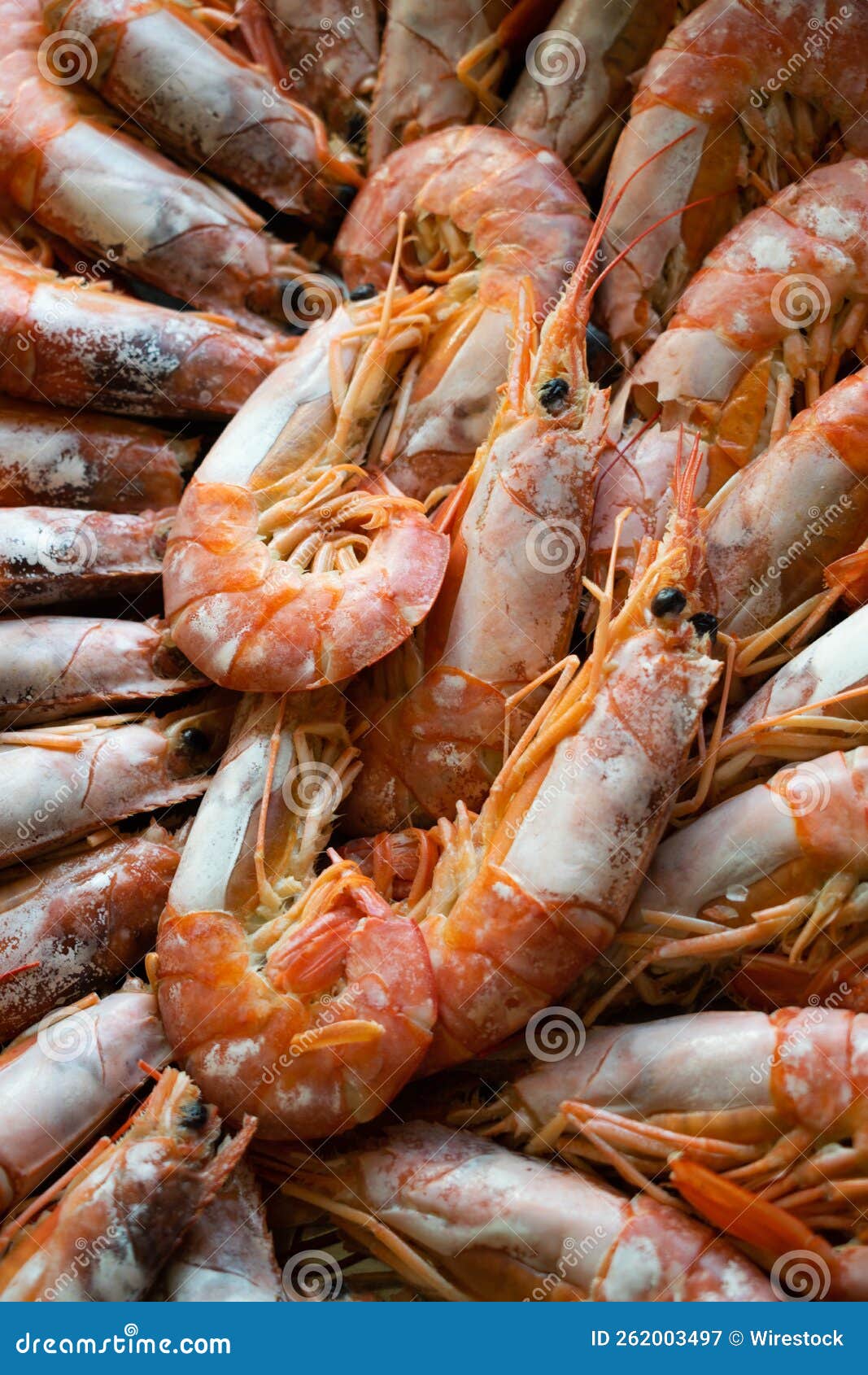 Top View of Steamed Prawns. Shellfish Stock Image - Image of protein ...