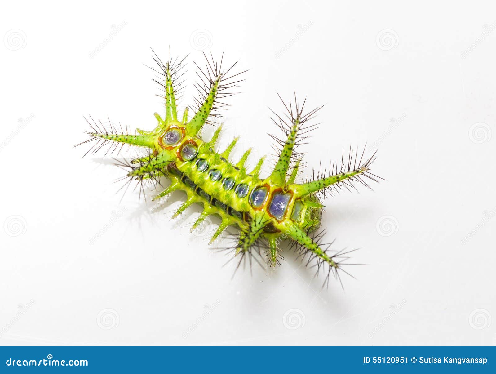 Top View of Stinging Nettle Slug Caterpillar Moth Stock Image - Image ...