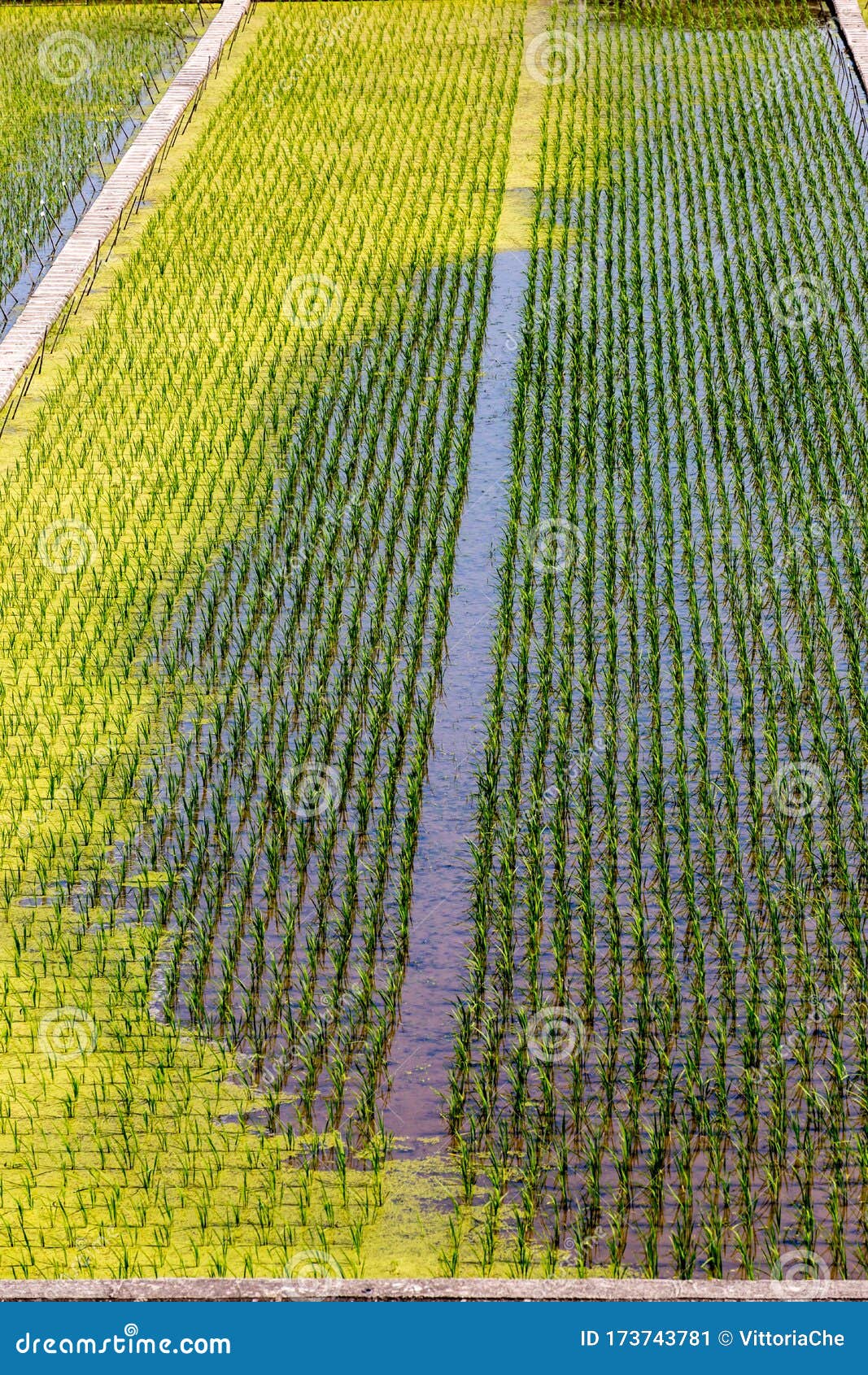 Top View of Straight Rows of Green Rice Asian Fields. Natural ...