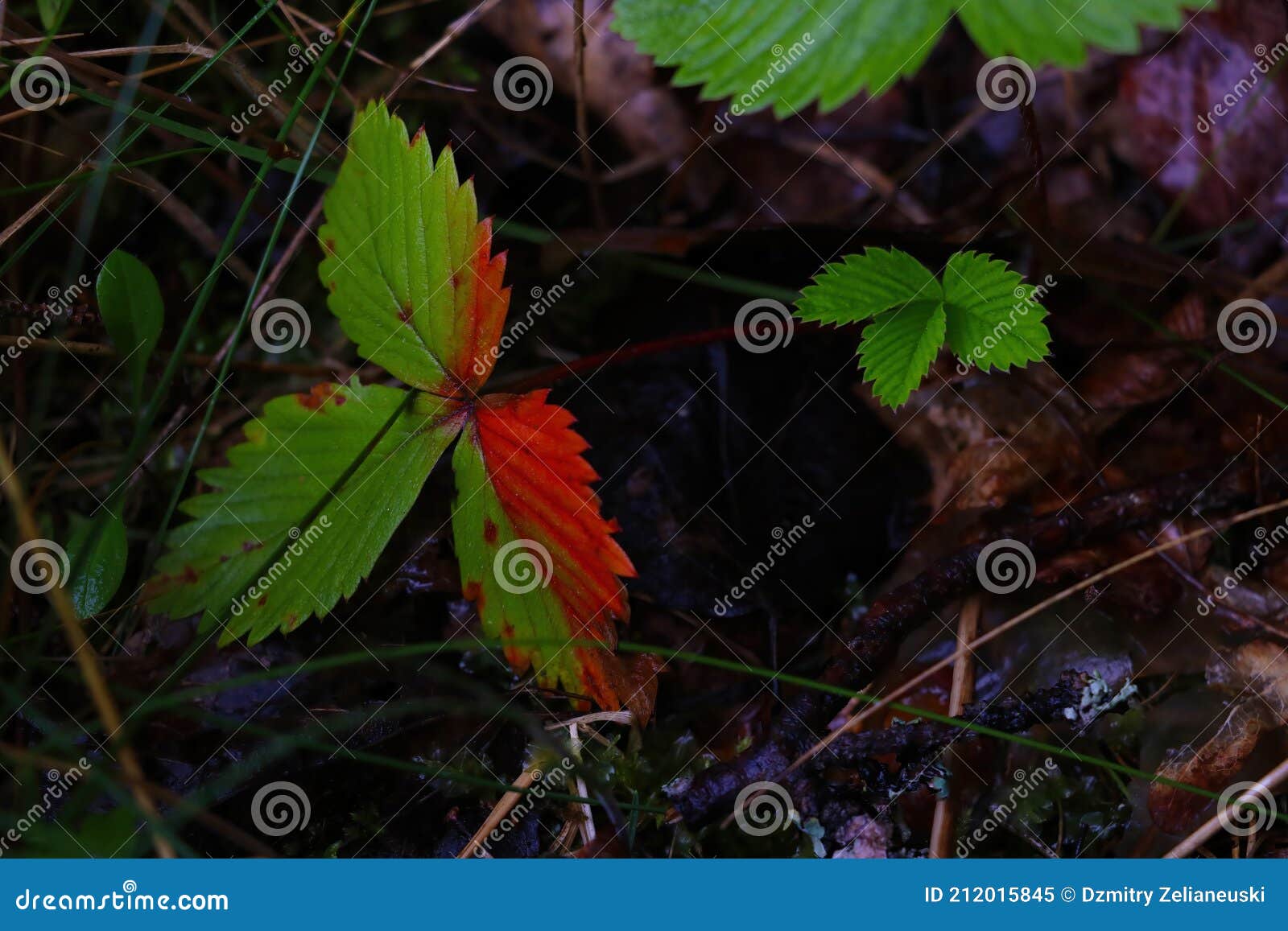 Top View of Strawberry or Strawberry Leaves Stock Image - Image of ...