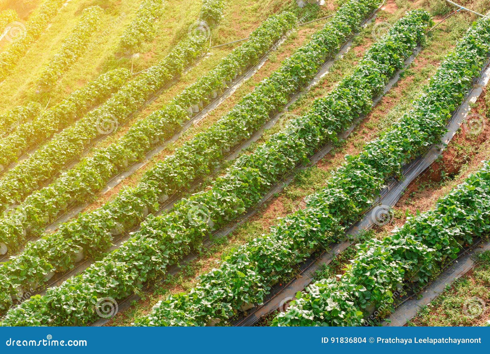 Top View of Strawberry Plantation Stock Photo - Image of plant, farming ...