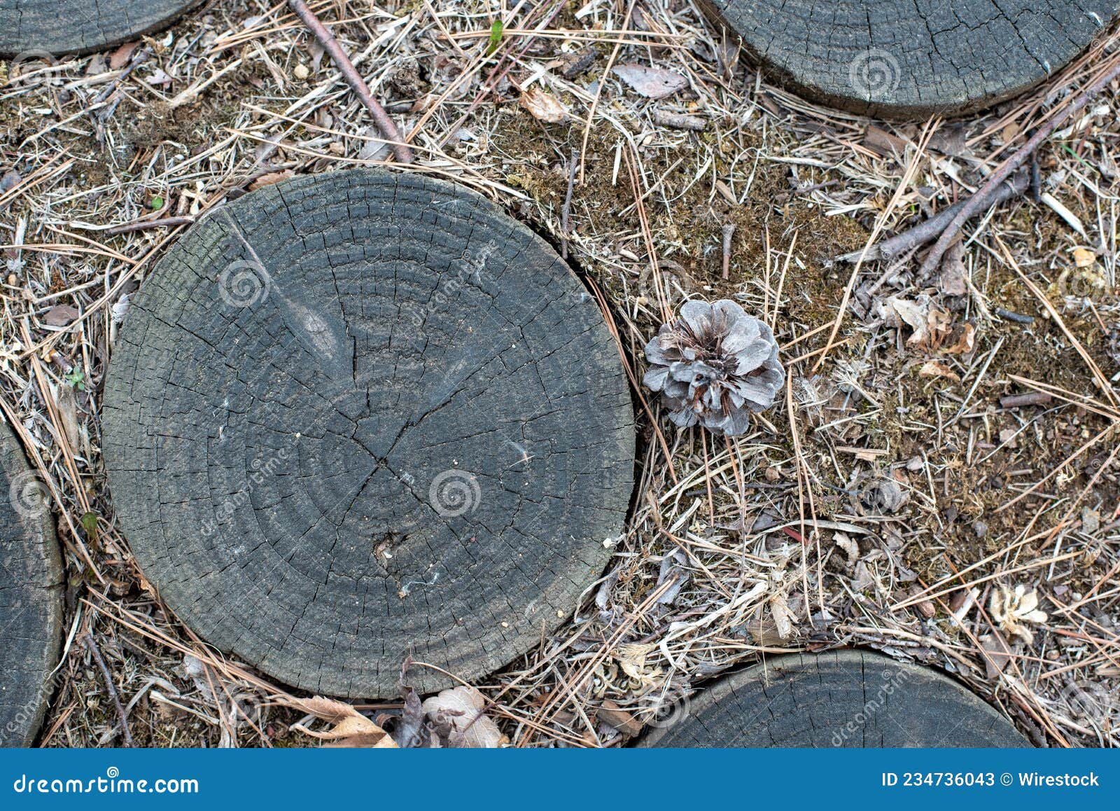 Top View of Stumps on the Ground Stock Image - Image of park, cone ...