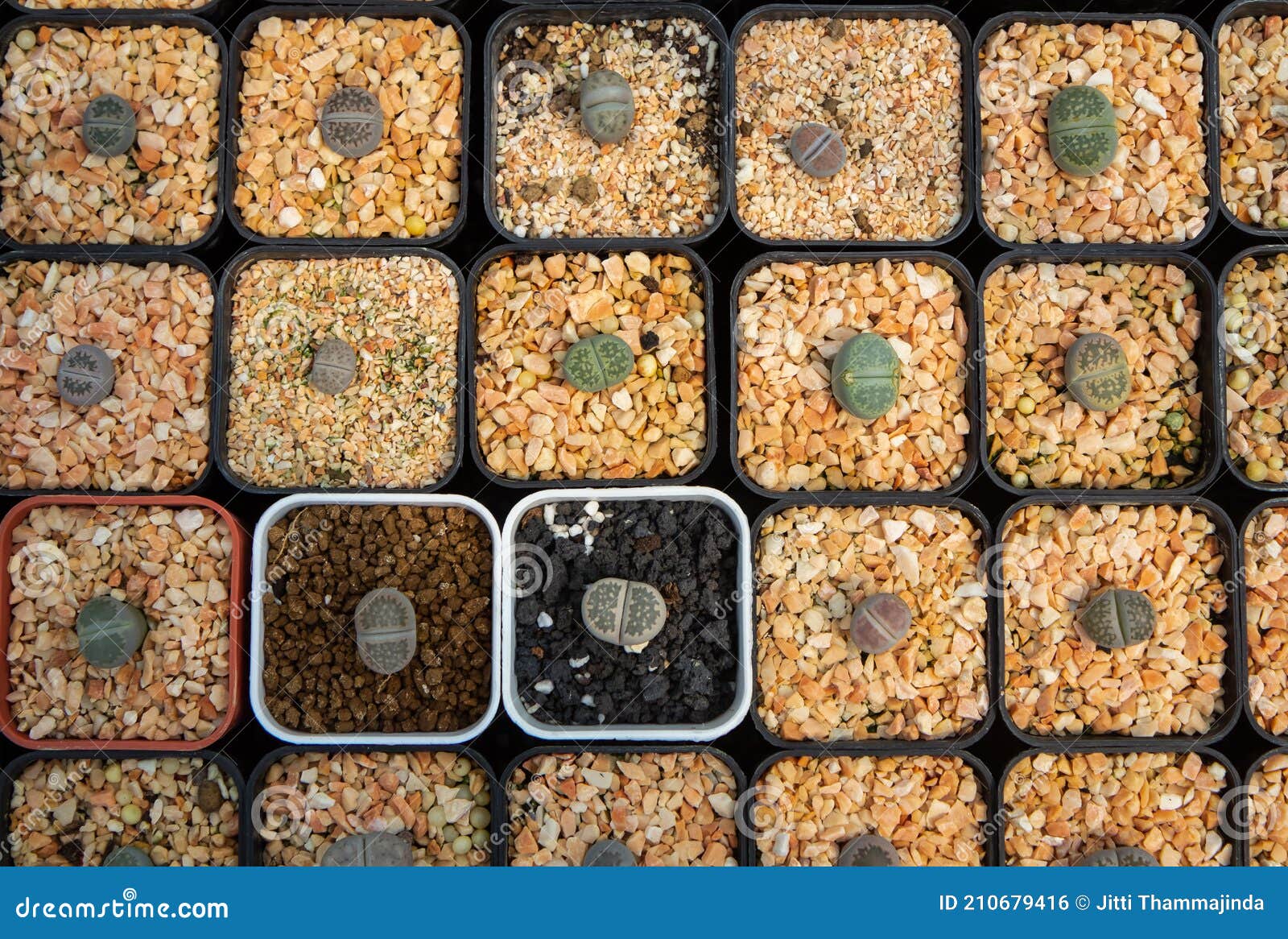 Top View of the Succulent `Lithops` Grown on the Farm Stock Photo ...