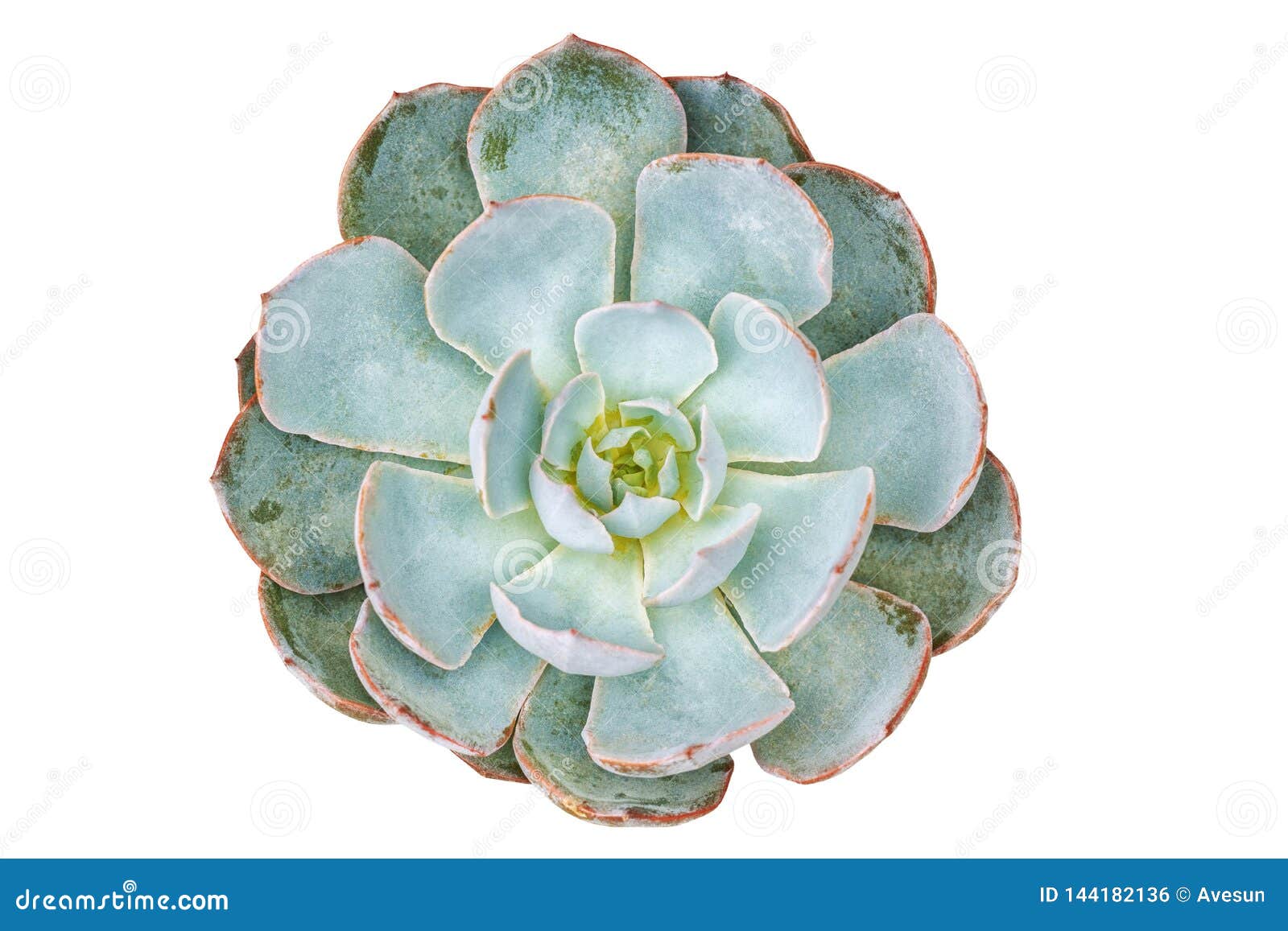 Top View of Succulent Pot Plant Stock Photo - Image of grow, blossom ...