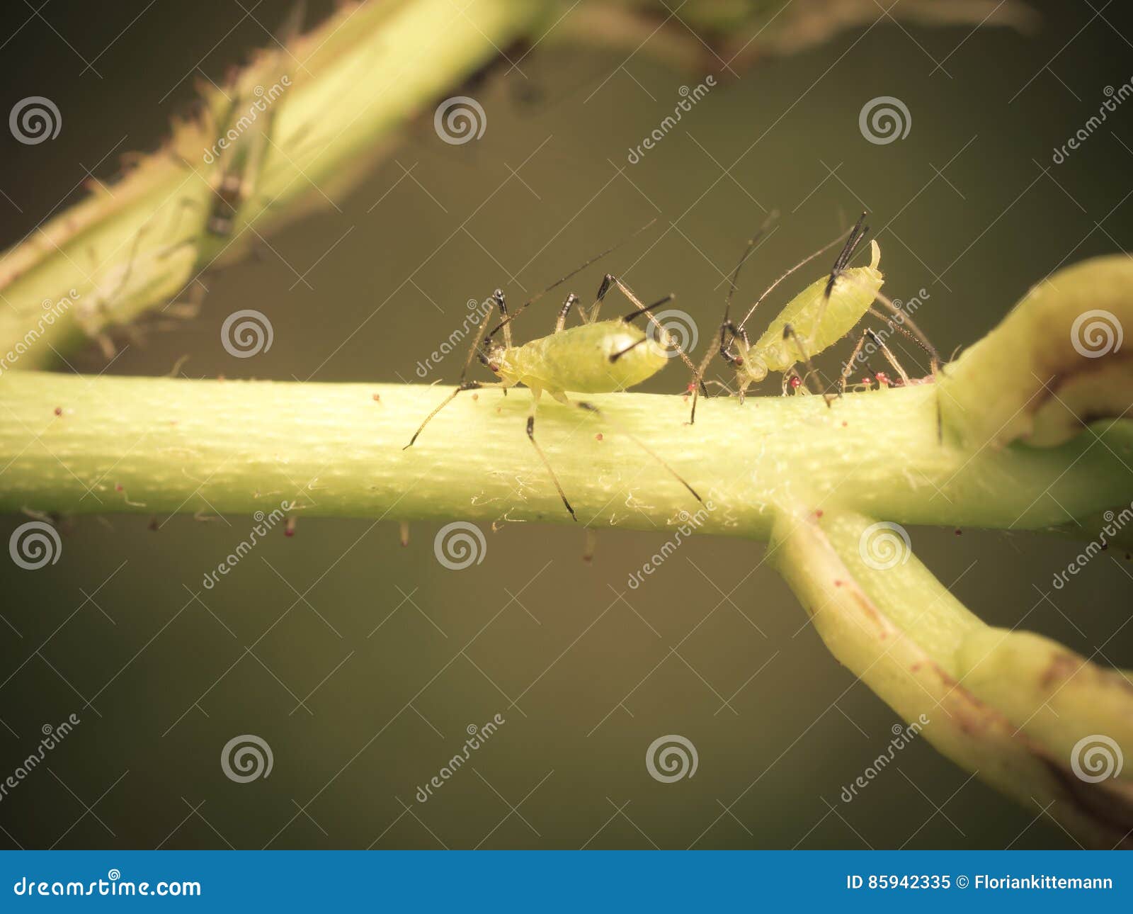 Top View of Sucking Aphids on a Rose Shoot Stock Image - Image of ...