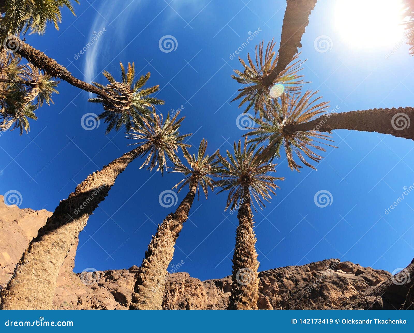Top View on Surrounding Dates Palm Trees in Sunshine Stock Image ...