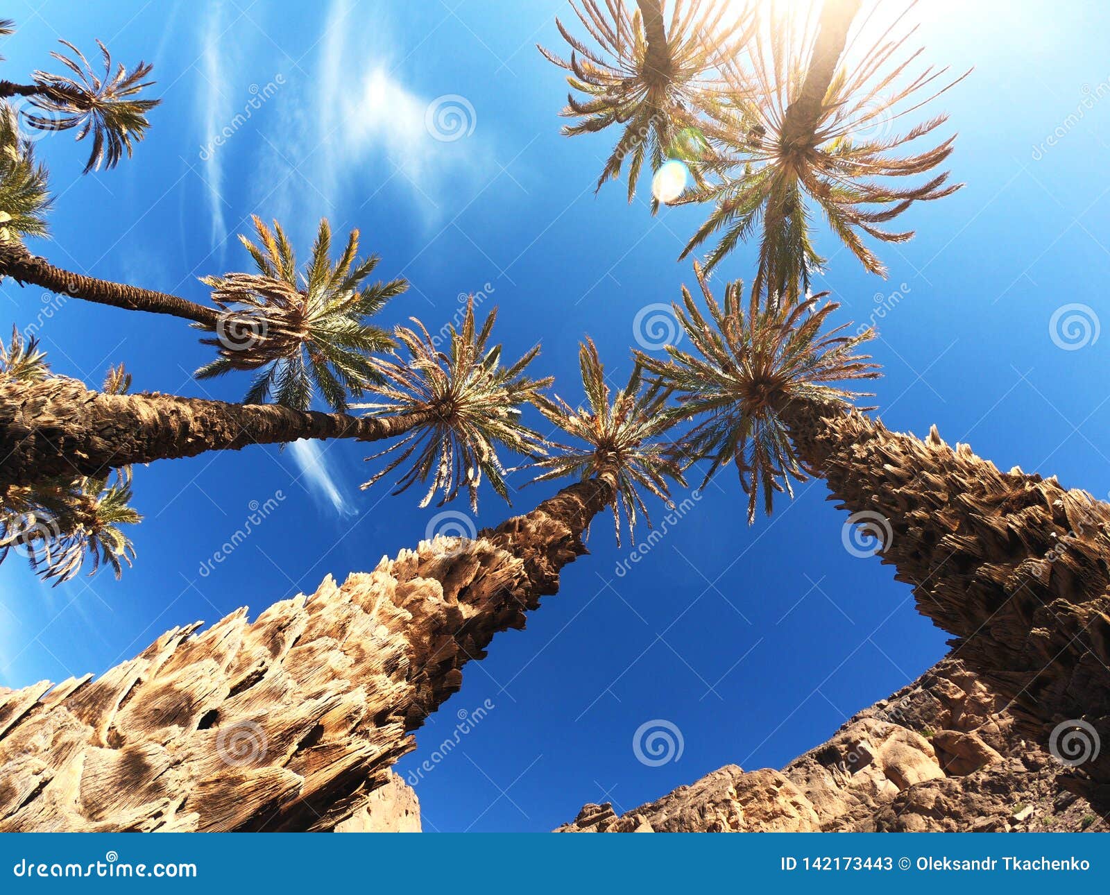 Top View on Surrounding Dates Palm Trees in Sunshine Stock Image ...