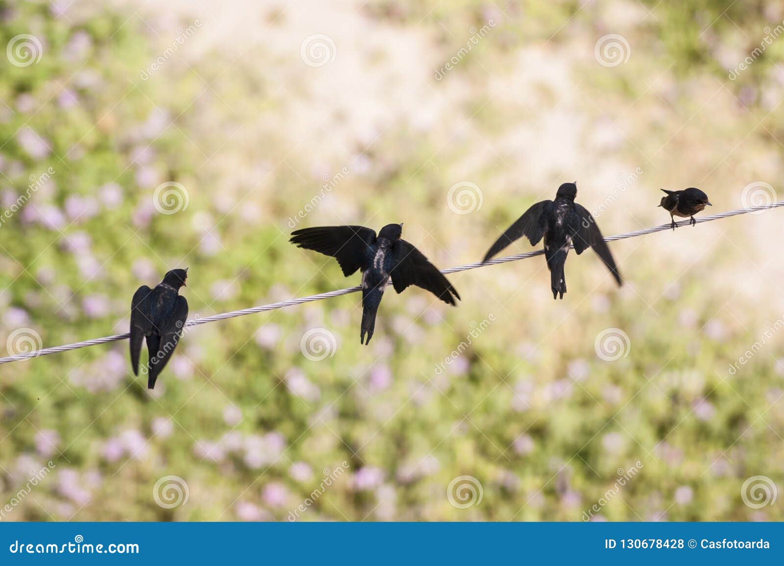 Top view of swallow birds. stock photo. Image of birds - 130678428