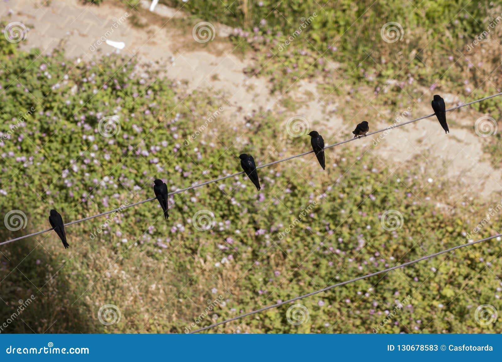 Top view of swallow birds. stock image. Image of wing - 130678583