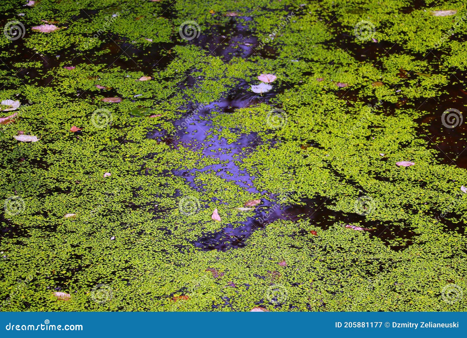Top View of Swamp Water with Green Vegetation Stock Image - Image of ...