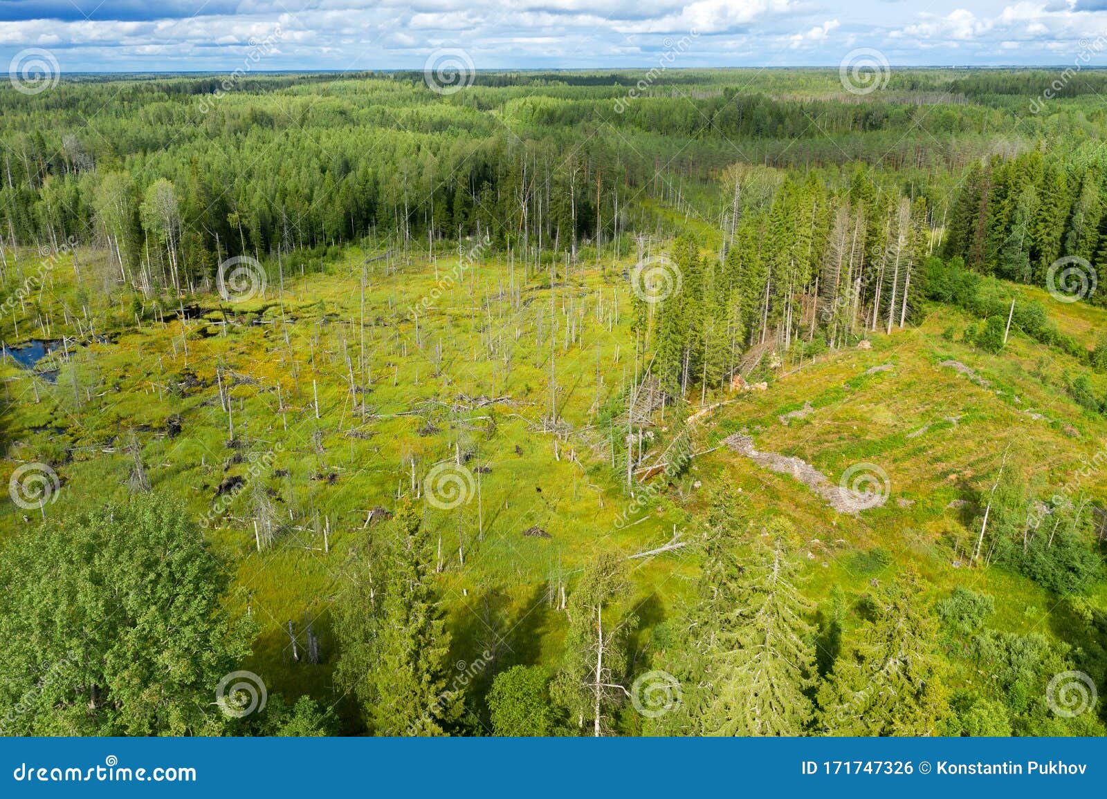 Aerial View of Forests and Swamp Stock Photo - Image of morass, ecology ...