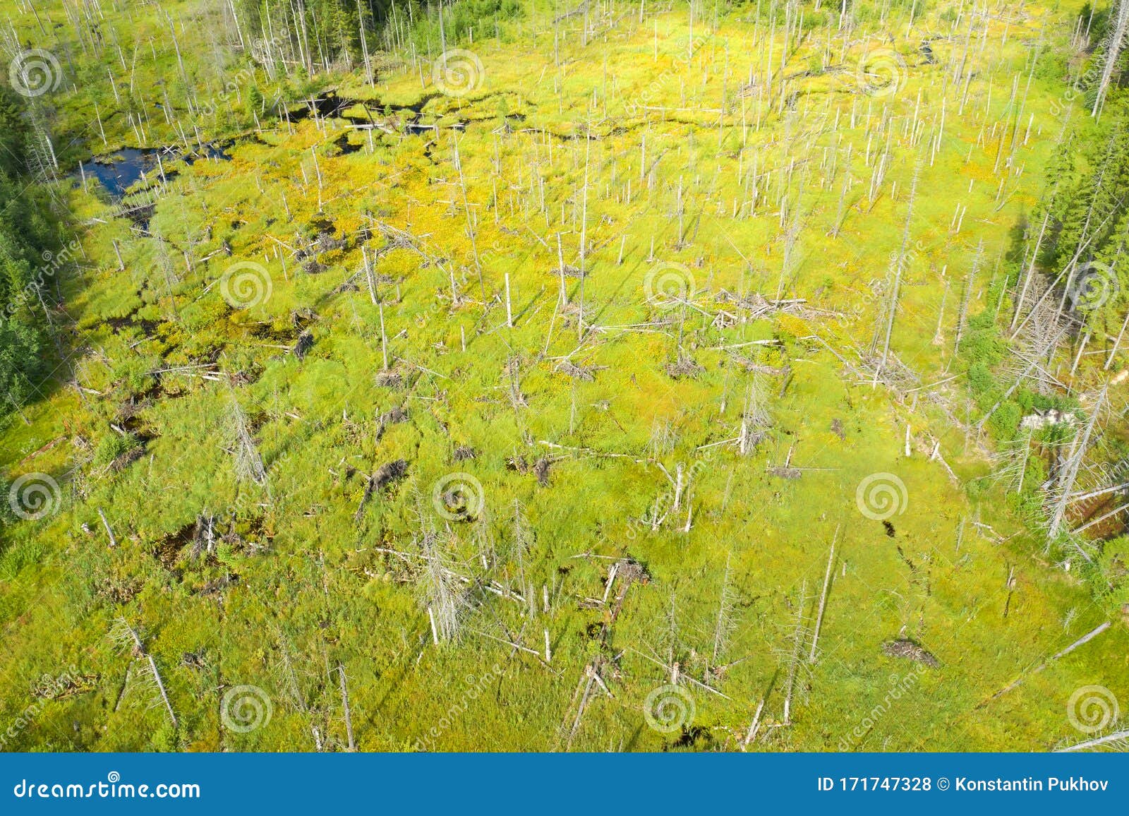 Aerial View of Dry Trees in a Swamp Stock Photo - Image of quagmire ...
